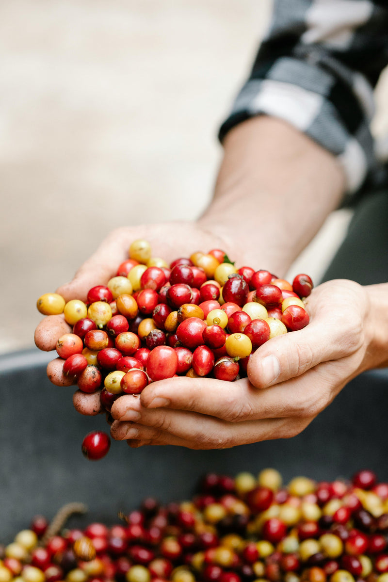 Brewing Tradition with Every Cup – Tres Angeles Coffee